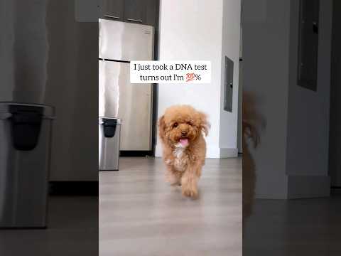 My Maltipoo dog is 100% this! #shorts #dog