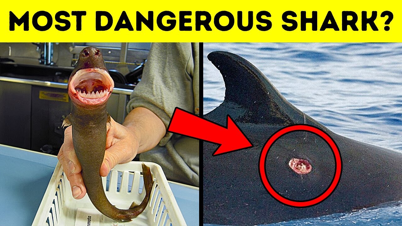 This Tiny Shark Can Cause Chaos in the Ocean
