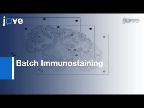 Batch Immunostaining: Large-Scale Protein Detection-Whole Monkey Brain