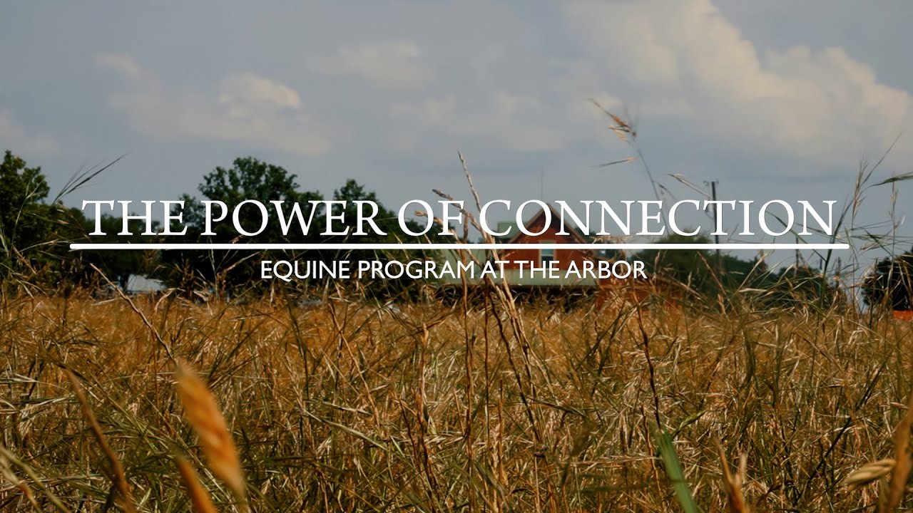 The Power of Connection: Equine Therapy at The Arbor Behavioral Healthcare