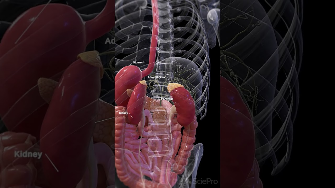 The Adrenal Glands: Small But Powerful
