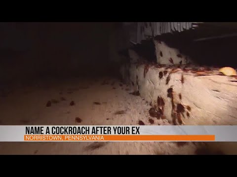 Name a Cockroach at the Elmwood Park Zoo WTAJ Studio 814