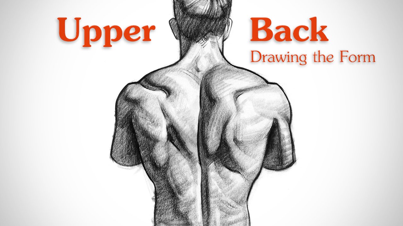 How to Draw Upper Back Muscles - Form