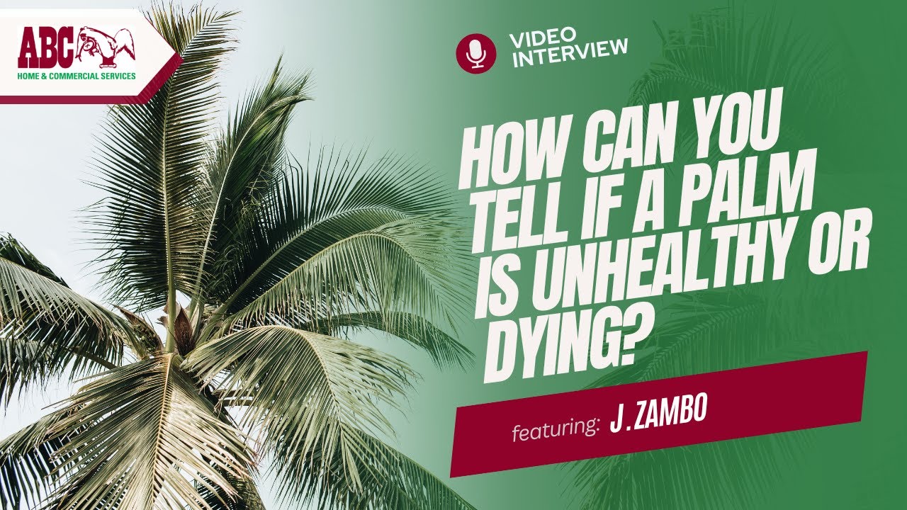 Signs Your Palm Tree Is Unhealthy or Dying – Ask an Expert