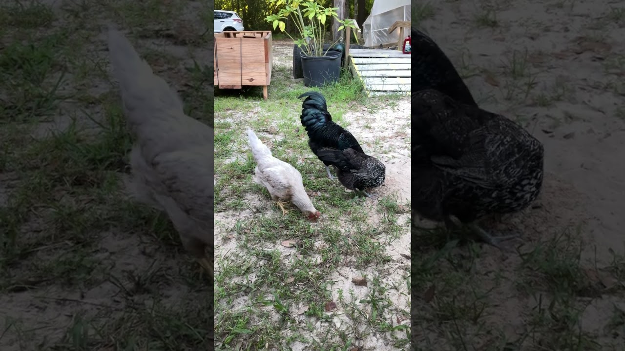 Can someone identify these chicken breeds? #help #chicken #watch #like #share #subscribe