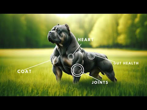 5 Best Dog Supplements For Large Breeds (2024)