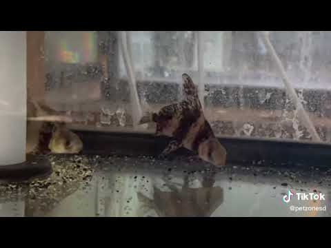 Chinese High Fin Banded Shark - Myxocyprinus asiaticus