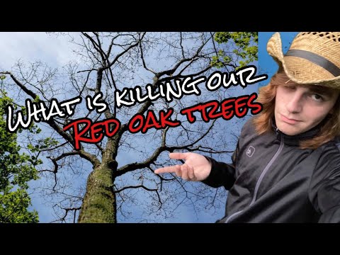 What Is Killing Our Red Oak Trees?