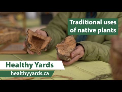 Traditional uses of native plants