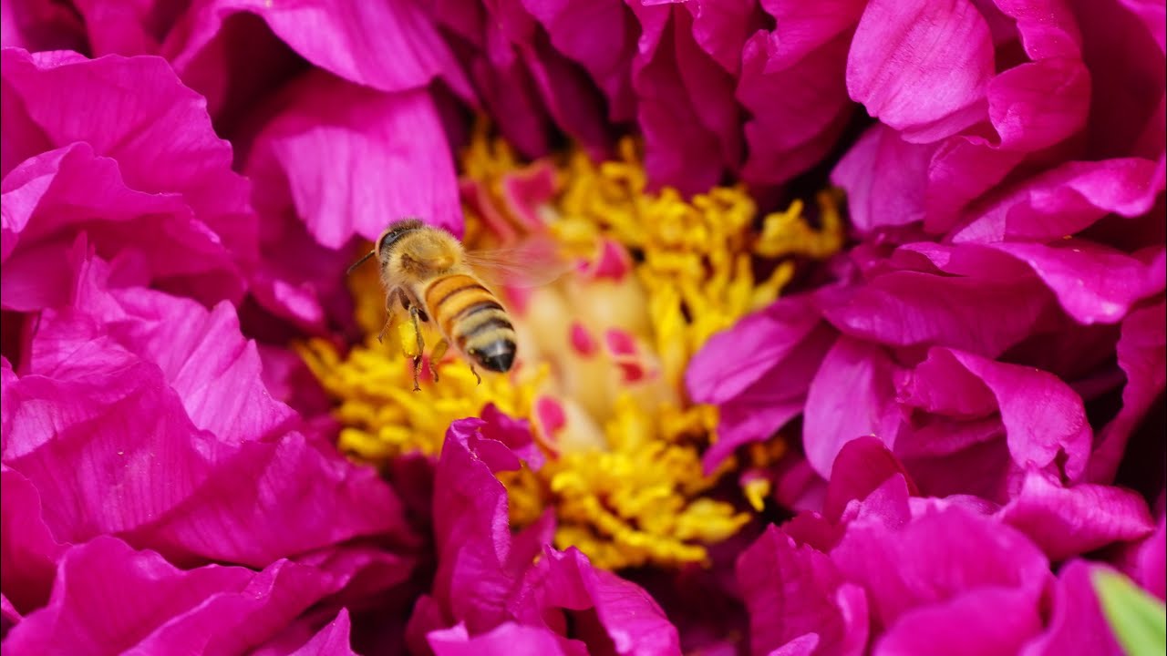 How To Build A Bee House with Horticulture 