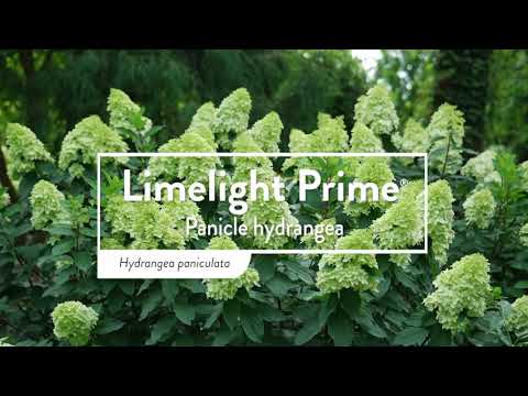 30 Seconds with Limelight Primeยฎ