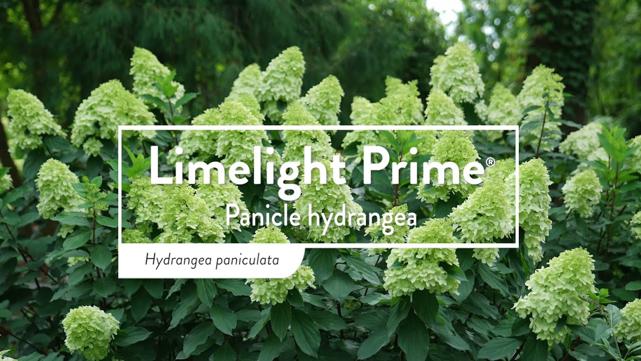 30 Seconds with Limelight Prime®