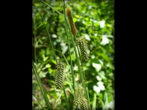 258 Species of the Honey Island Swamp