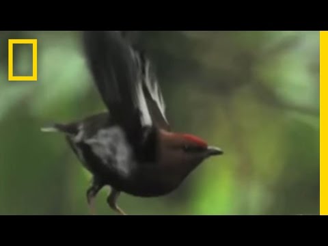 Fact #851 — The Bird that Vibrates their Wings to Make Sound – Big ...