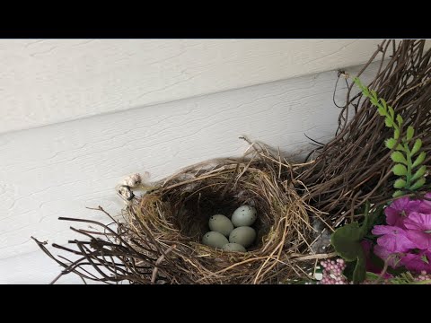 Baby Sparrow Eggs Hatching