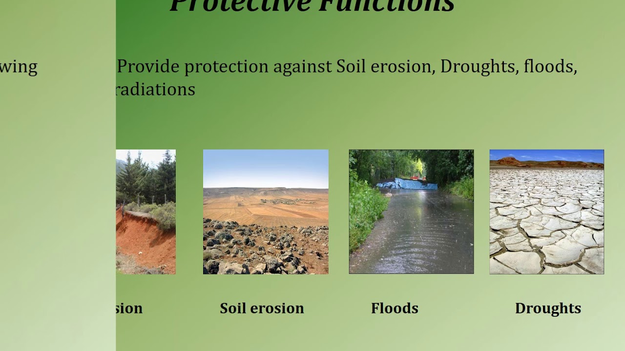 Forest resources use ppt