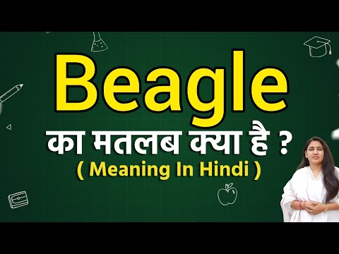 Beagle meaning in hindi | Beagle matlab kya hota hai | Word meaning
