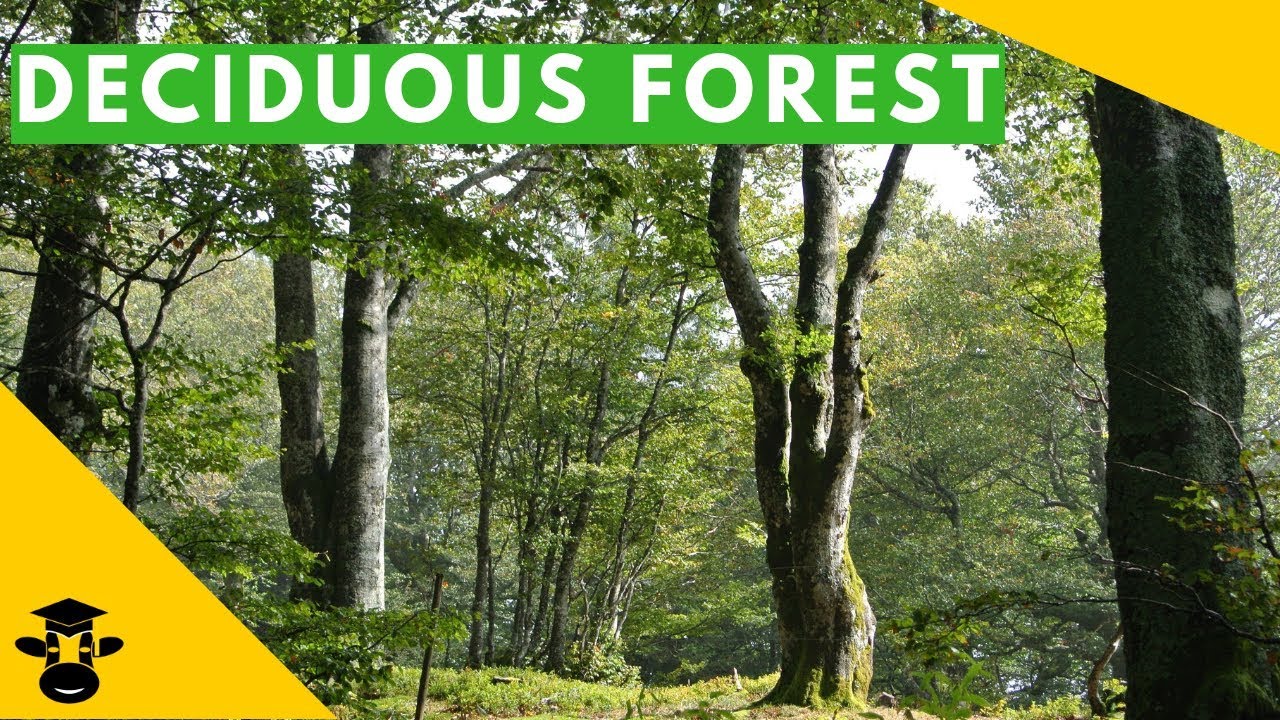 The temperate deciduous forest biome
