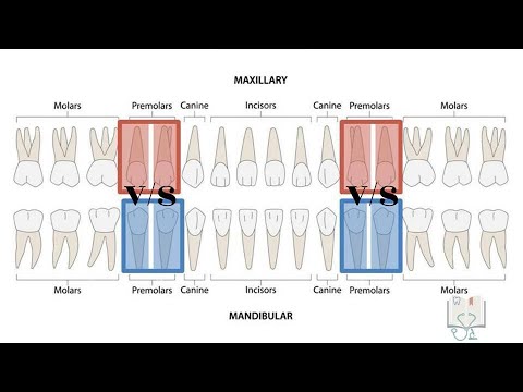 Differences between maxillary & mandibular premolars