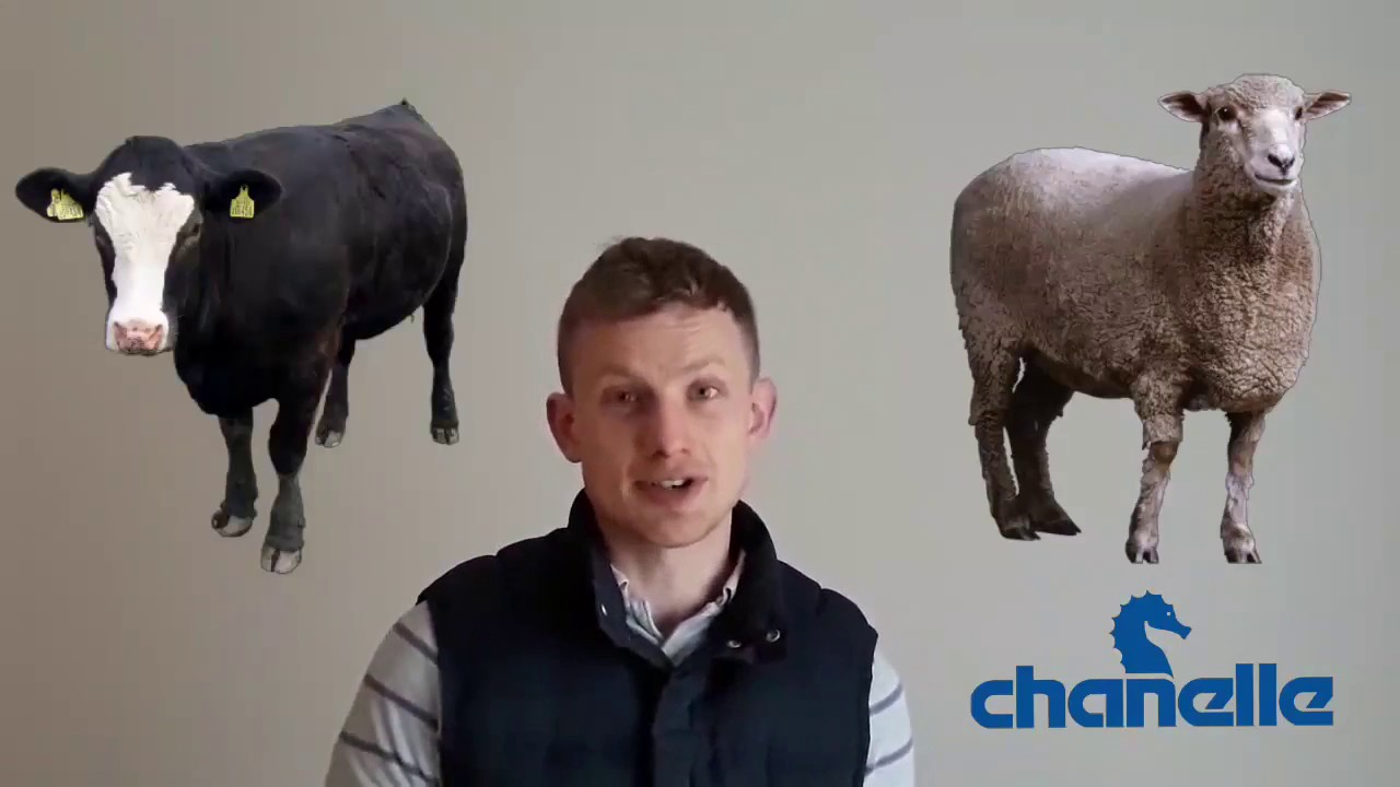 Video | The Basics of Liver Fluke in Sheep | Farm Health First
