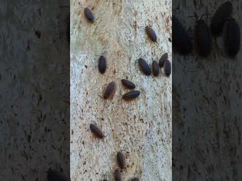 Woodlice are common inhabitants of woodlands #pillbugs #slaters