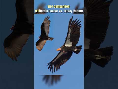 How to identify a California Condor, the largest bird in North America?