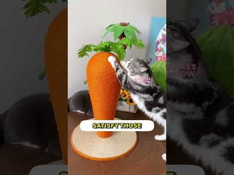 Top 5 Must-Have Cat Essentials! ????✨