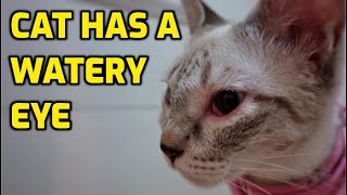 😻 What does it mean when a cat has crusty eyes? - CatVisitor.com