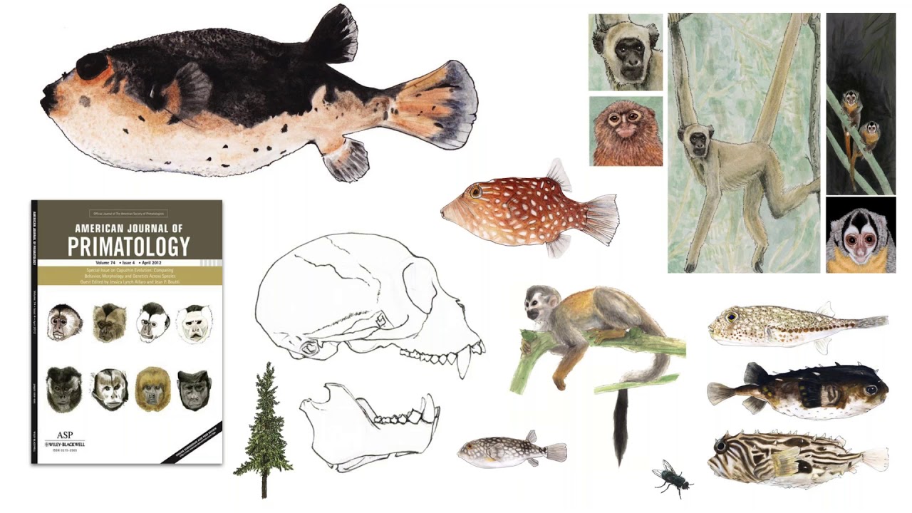 Webinar: Balancing Design and Content in Scientific Posters and Figures