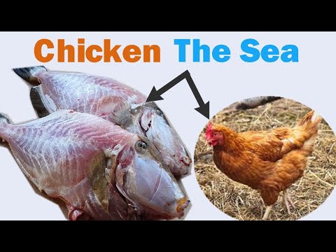 Sea Chicken?? SOM Fish Cutting