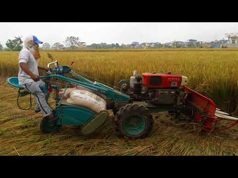 Rice Cutting Machine - Rice Cutting Machinery Latest Price ...