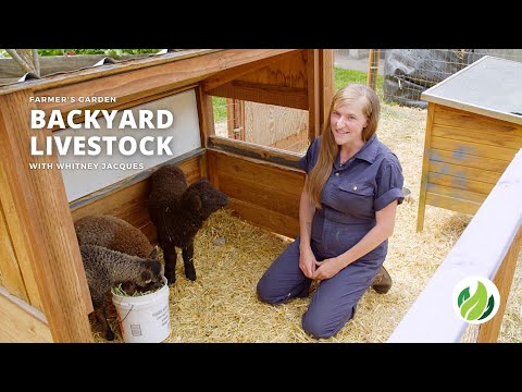 Keeping Backyard Livestock | Farmers Garden | Washington Grown