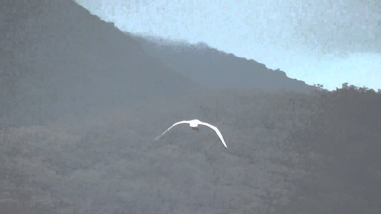 Gull-billed Tern (Gelochelidon nilotica)