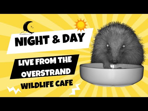 Welcome to Hedgequarters: Hedgehogs in Our Tiny Garden 23 June 2025