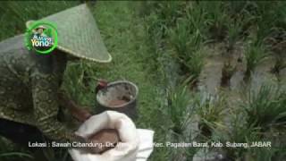 benarfuzziblog: Cara Pemupukan Padi Yang Benar