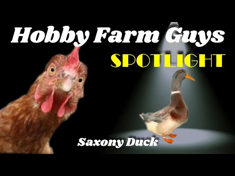 HFG Farm Animal Spotlight: Saxony Duck