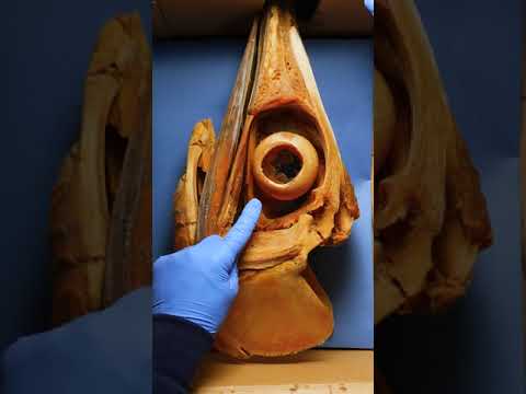 Giant Fish Eye Bones