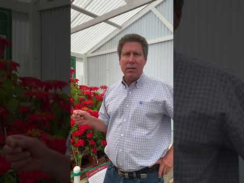 "Virtual Tour" with Paul Ecke III- Explore the World Famous Ecke Poinsettias