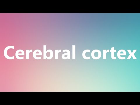 Cerebral cortex - Medical Definition