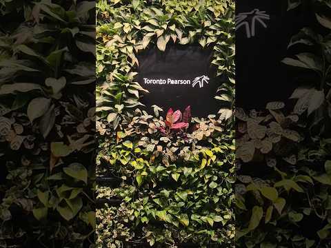 Toronto Pearson Airport — next stop, adventure! ✈️ #Viral #shorts #flight #airport