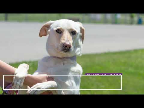 Josephine - 3yr female lab mix | SPCA Adoption Focus