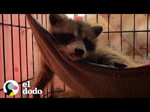 Mapaches Adorables obtienen los "zoomies" cuando regresan a casa en la naturaleza | El Dodo