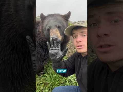 The BEST animal scratches! #animals #animalsofyoutube #amazinganimals #coolanimals
