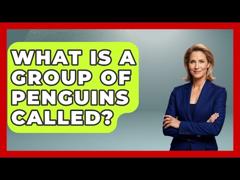 What Is A Group Of Penguins Called? - The Marine Life Explorer
