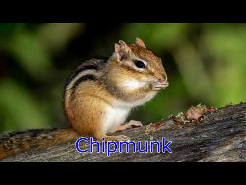 Chipmunk sound for kids