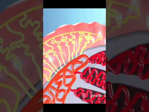 Anatomy of Male Reproductive Organ (3D Animation)