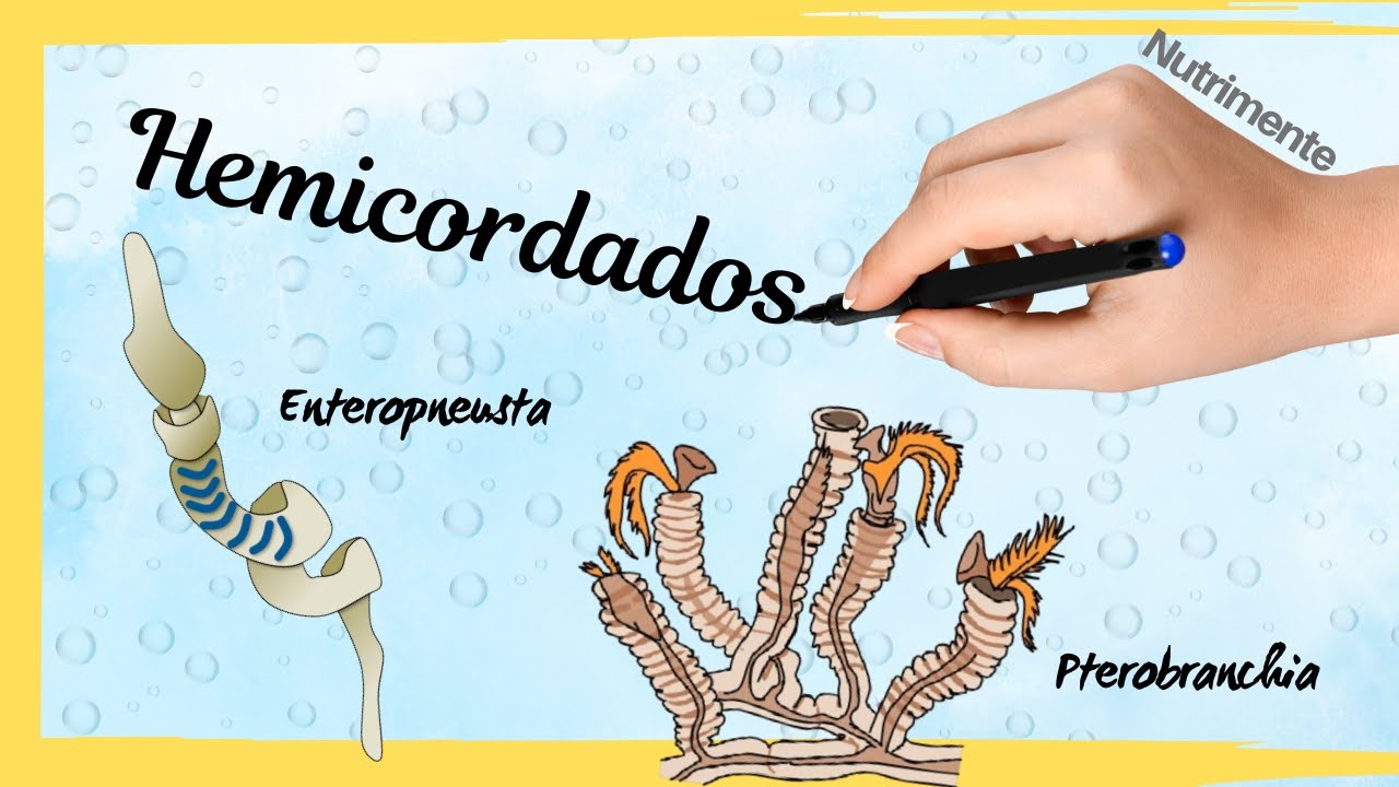 Phylum Hemichordata (Enteropneusta and Pterobranchia)