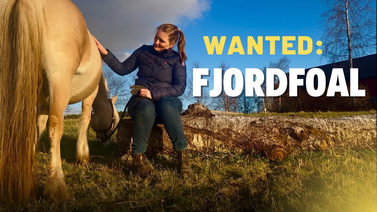 Where to Buy a Foal: How to Find the BEST Horse Breeder for You #foal #fjordhorse