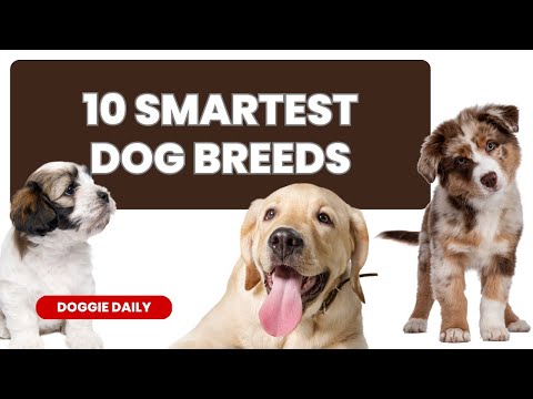 10 Smartest Dog Breeds That Will Impress You with Their Intelligence
