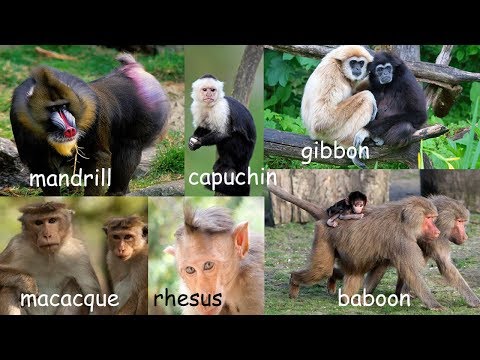 American Sign Language ASL Video Dictionary - baboon